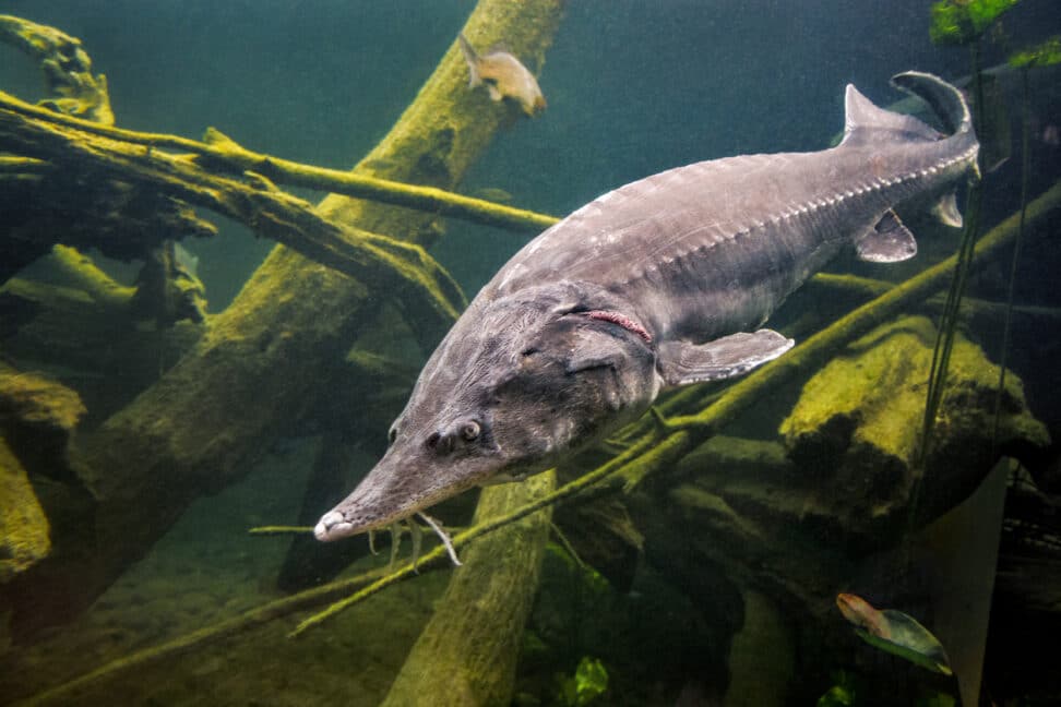 Learn All About Sturgeon Fish - Blue Planet Aquarium