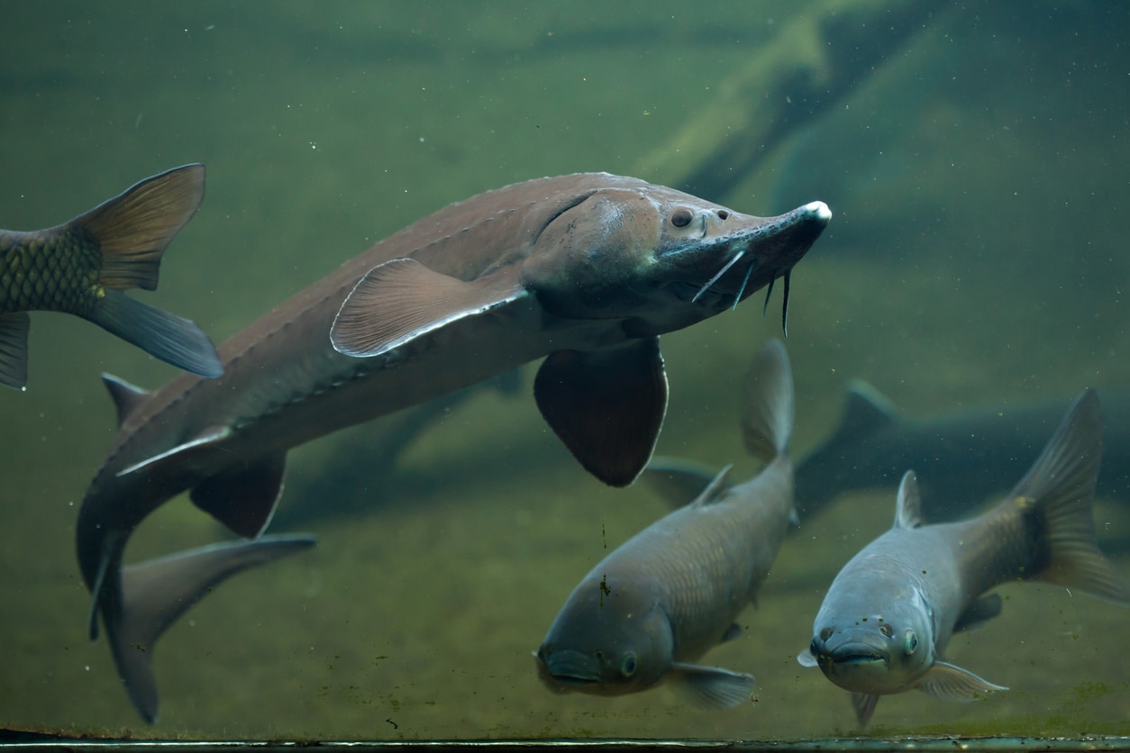 Learn All About Sturgeon Fish - Blue Planet Aquarium
