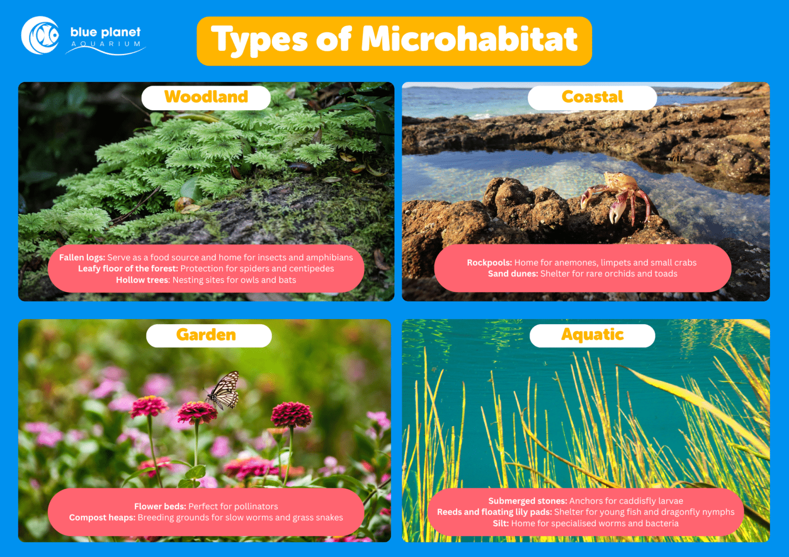 What is a Microhabitat? - Blue Planet Aquarium